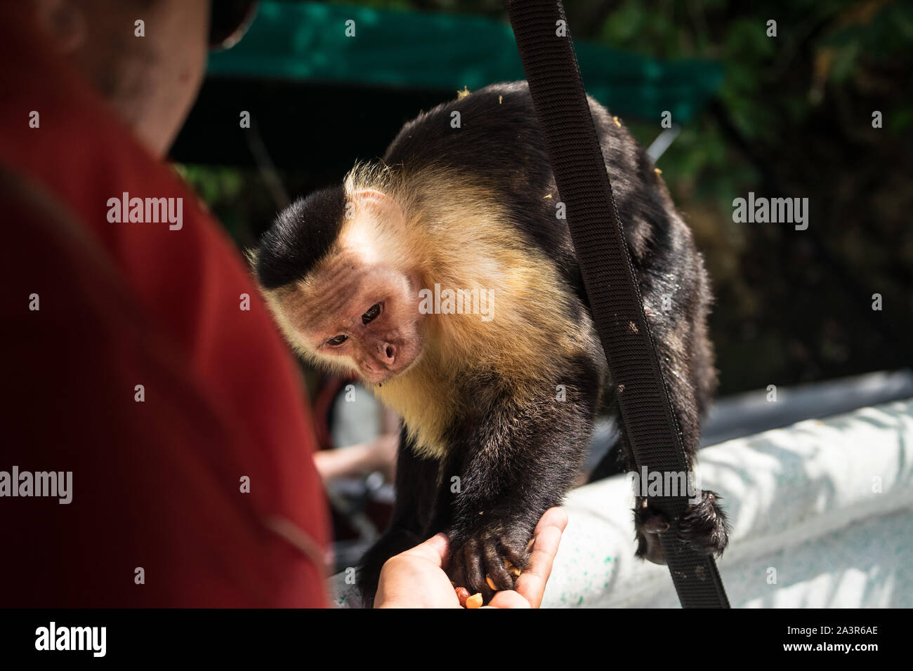Capuchin monkeys in natural habitat Stock Photo - Alamy