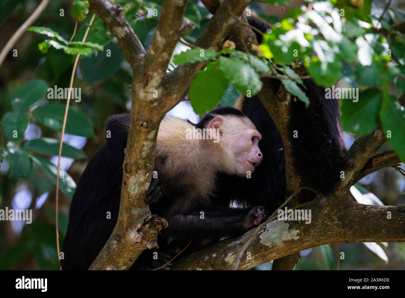 Capuchin monkeys in natural habitat Stock Photo - Alamy