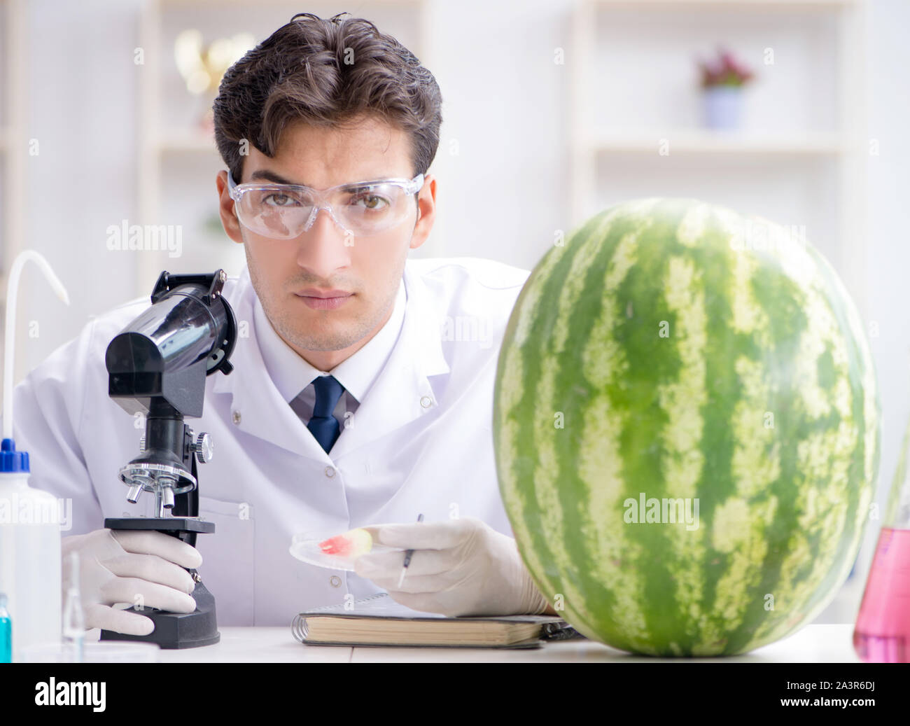 The scientist testing watermelon in lab Stock Photo - Alamy