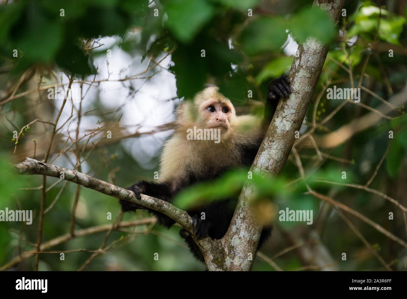 Capuchin monkeys in natural habitat Stock Photo - Alamy