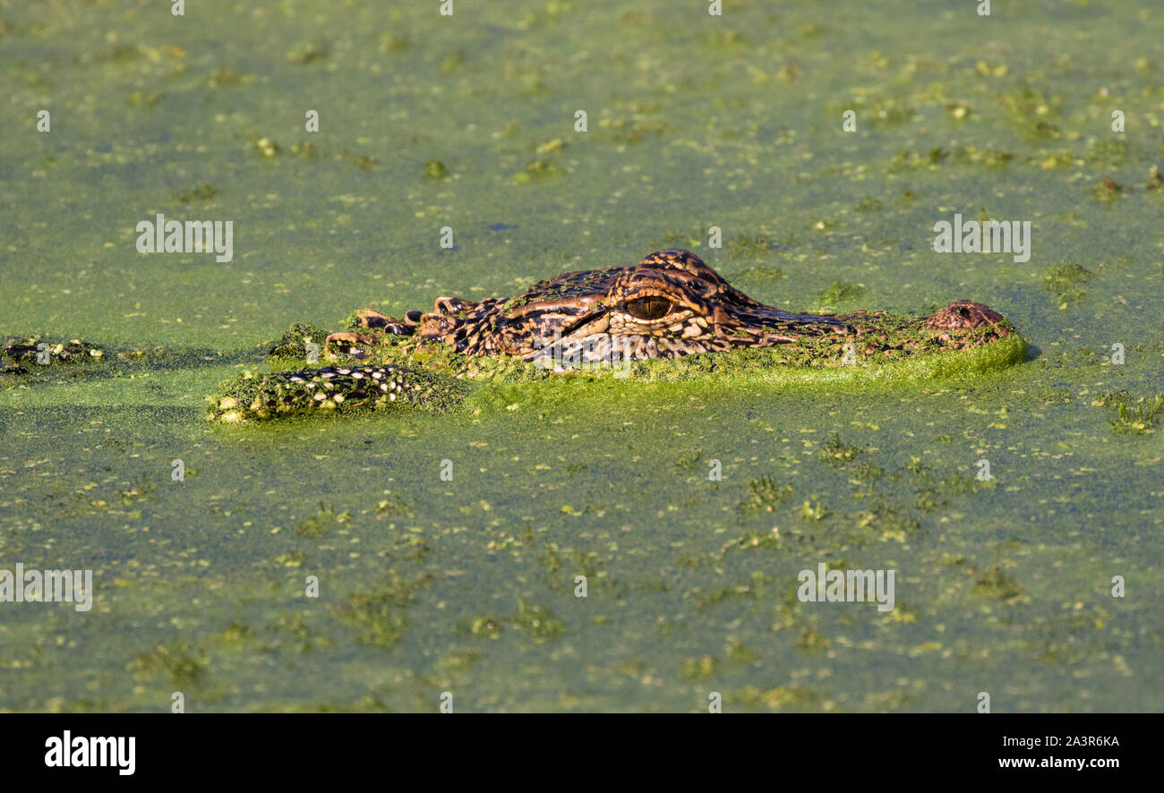 Swimming young alligator (Alligator missisippiensis) at Brazos Bend ...