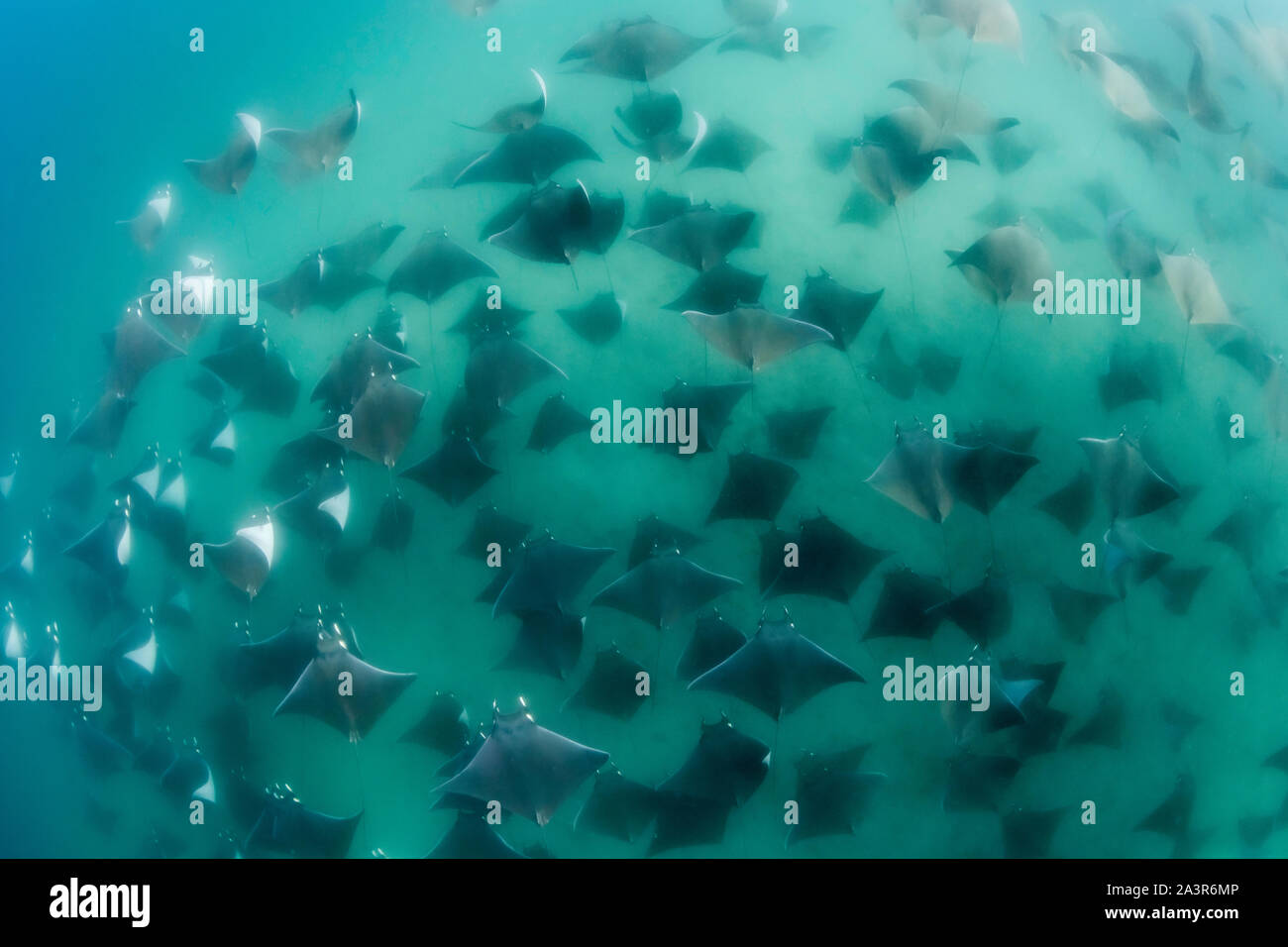 Underwater view of a large school of mobula rays, mobula munkiana, in ...