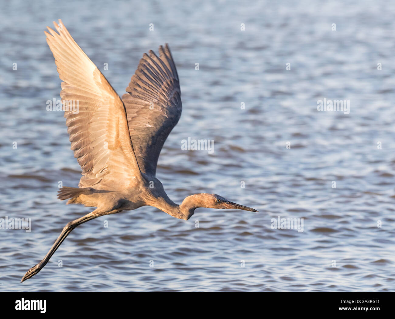 Reddish egret in flight over ocean, closeup Stock Photo - Alamy