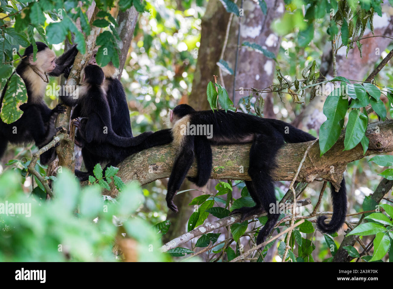 Capuchin in habitat hi-res stock photography and images - Alamy
