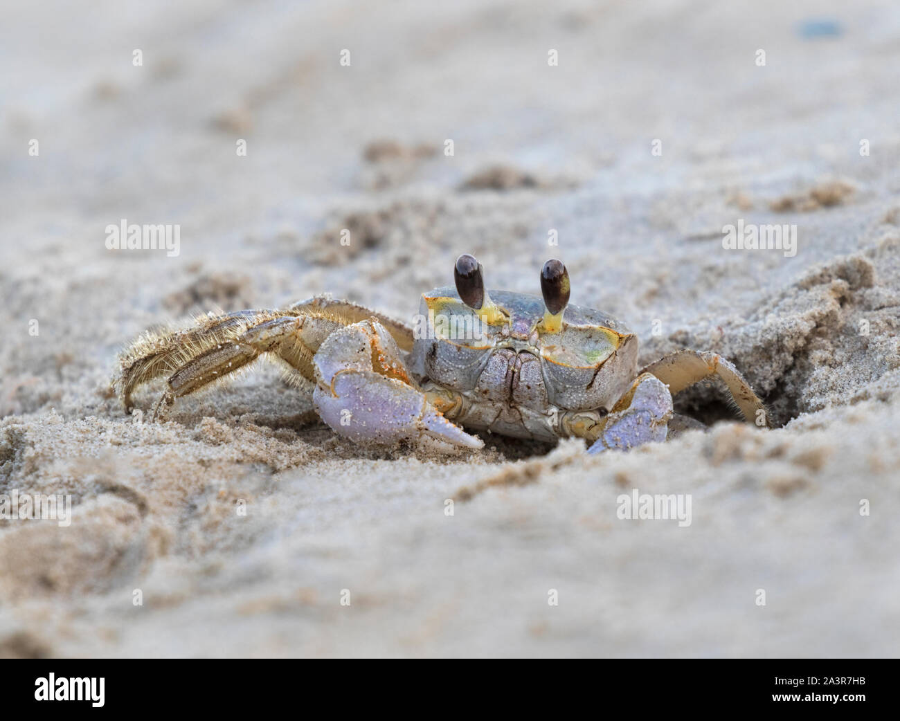 Atlantic ghost crab hi-res stock photography and images - Alamy