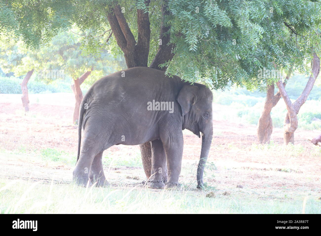 Elephant toe hi-res stock photography and images - Alamy