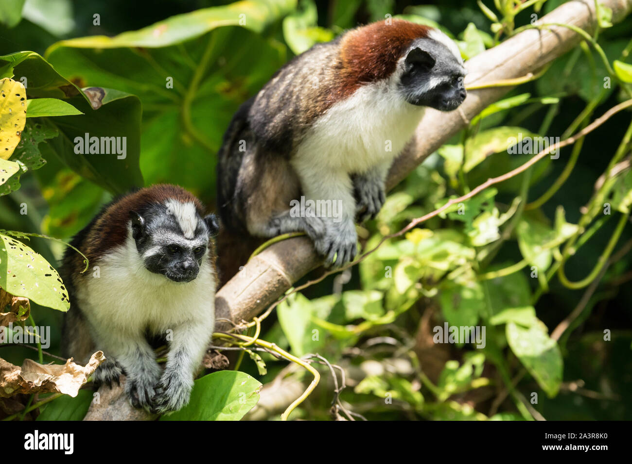 Tamarin monkey hi-res stock photography and images - Alamy