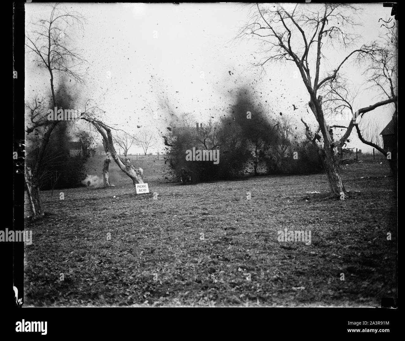 Stumps and rocks on farms shown here being removed by Picric acid Stock ...
