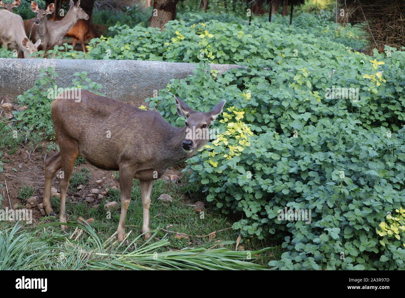 Bull elk grazing in a grassy field .Deer in the wild .Shiloh Ranch ...