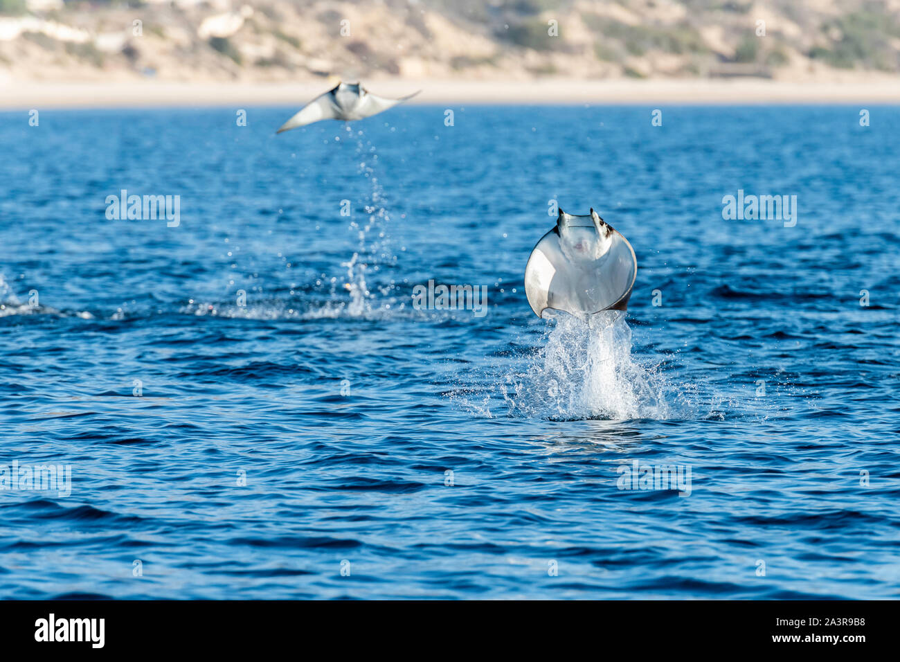 Mobula rays, mobula munkiana, breaching in the early morning, Sea of ...