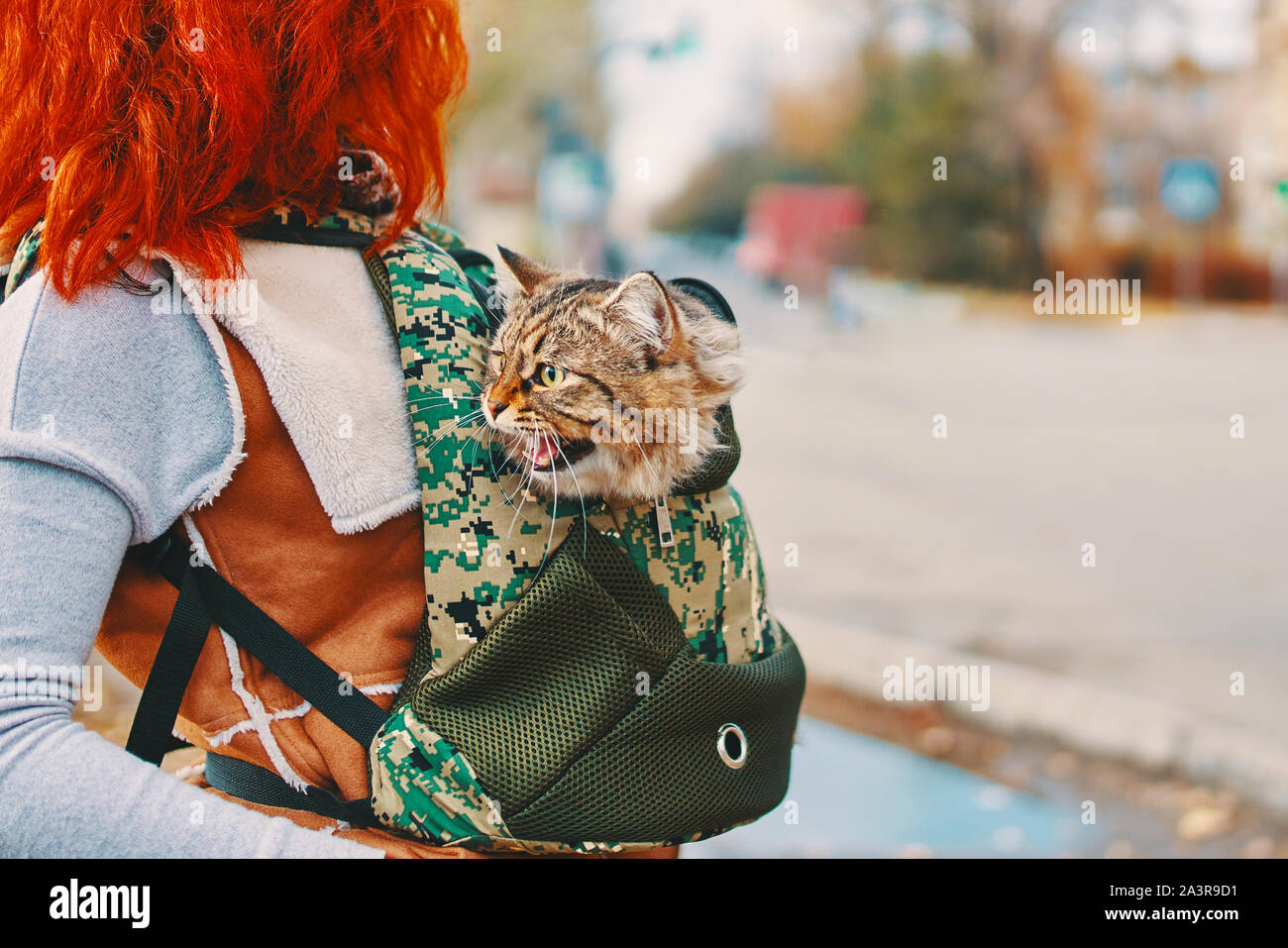 Tabby cat in a bag. Woman carrying his cat in a green backpack Stock ...