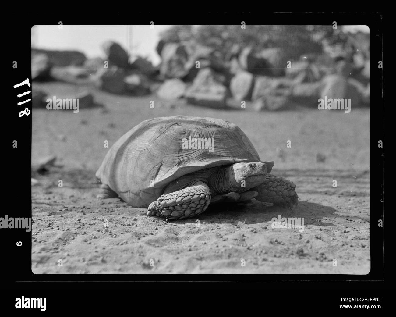 Khartoum zoo hi-res stock photography and images - Alamy