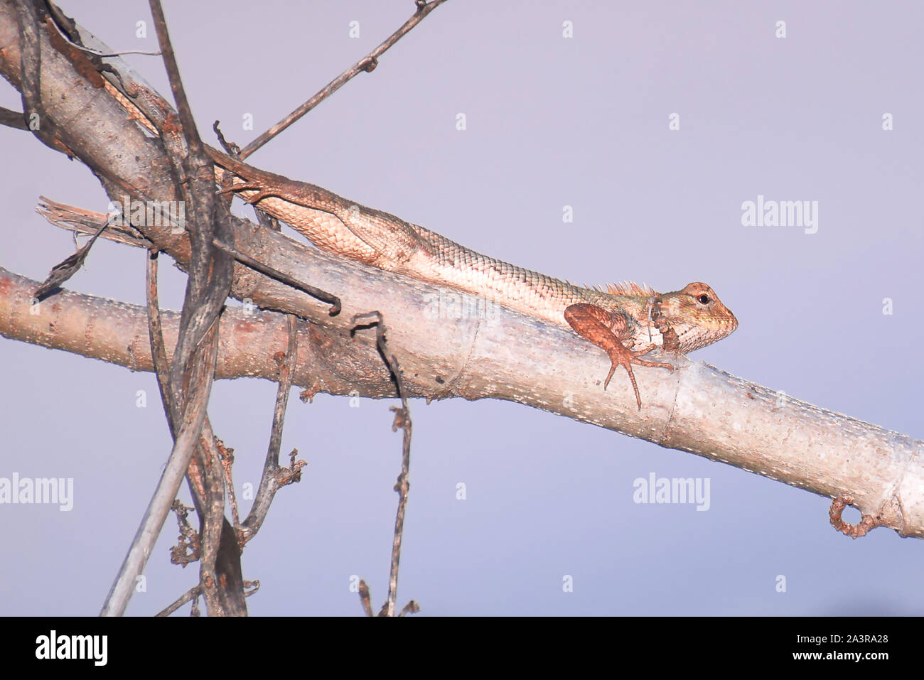 Indian chameleon or lizard looking forward in Indian forest in the ...