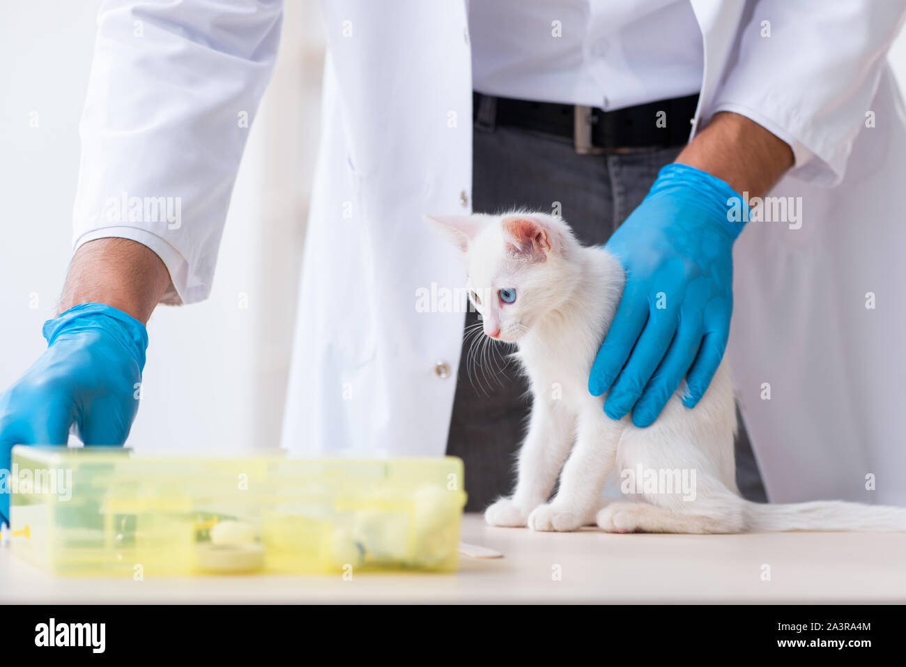 The young male doctor examining sick cat Stock Photo - Alamy