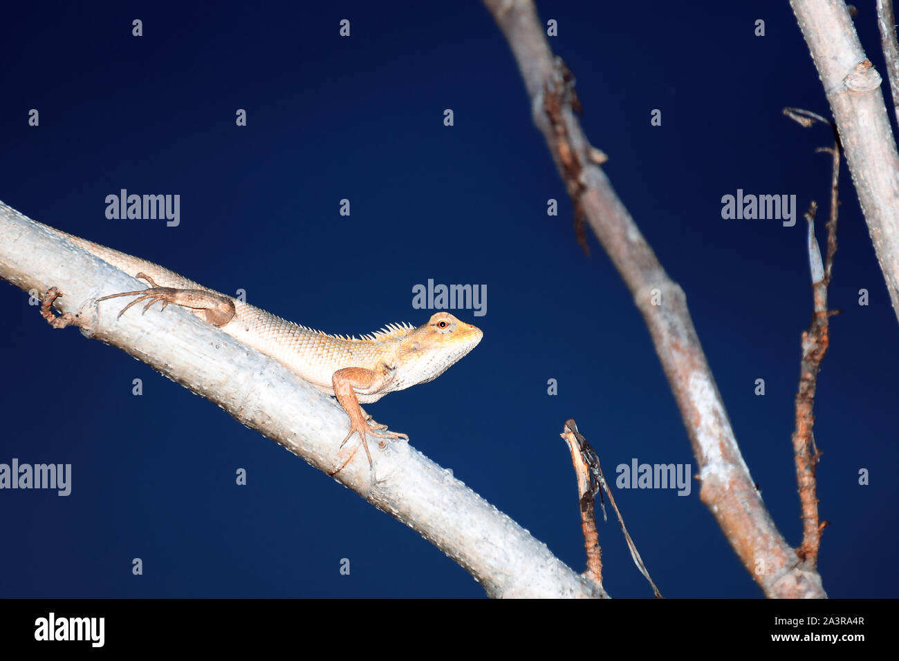 Indian chameleon or lizard looking forward in Indian forest in the ...