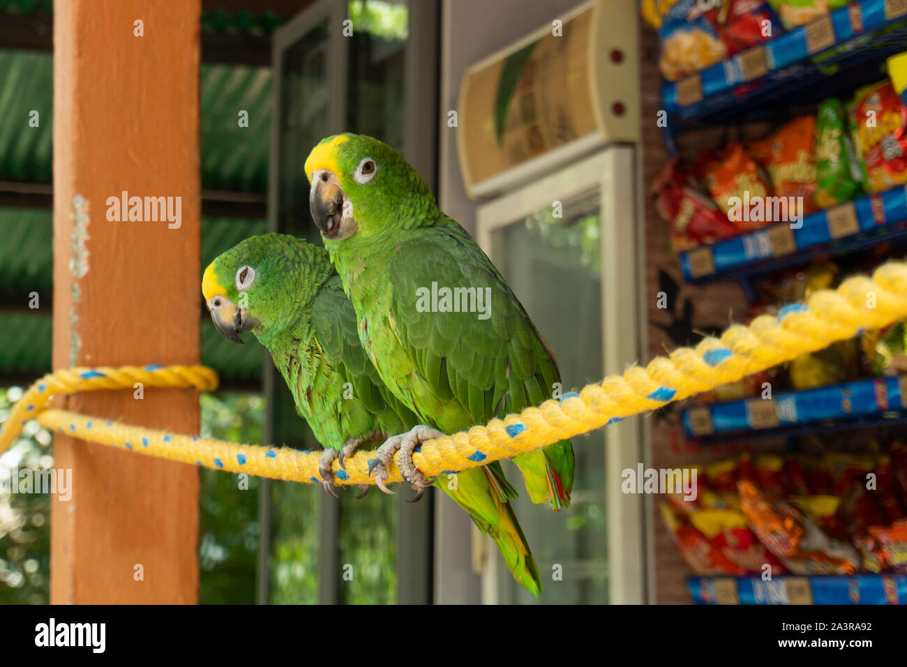 Parrots of colombia hi-res stock photography and images - Alamy