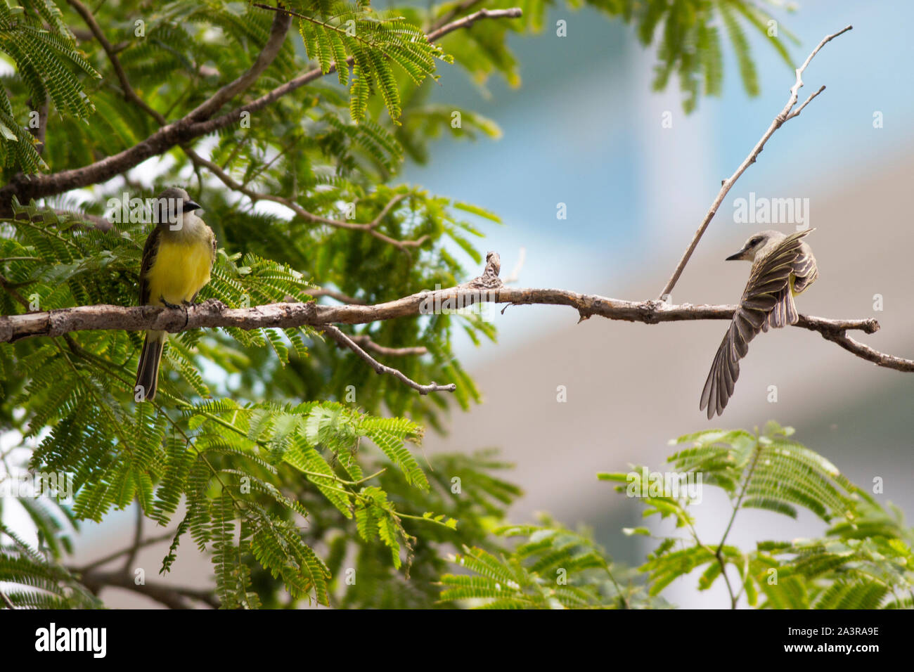 Best images of birds hi-res stock photography and images - Alamy