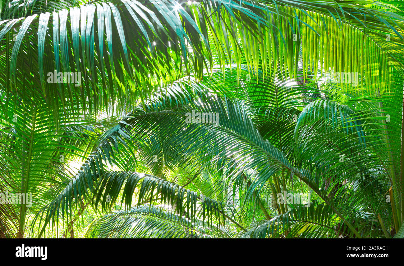 Green background with natural tropical palm leaves. Tropical lush ...