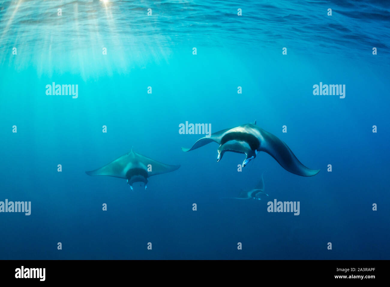 Spinetail devil rays, mobula japanica, swimming in the late afternoon ...