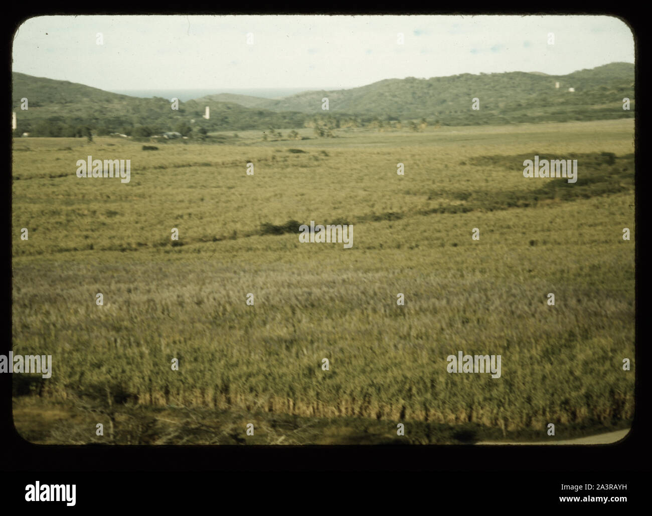Sugar cane land, Yabucoa Valley Puerto Rico Stock Photo - Alamy