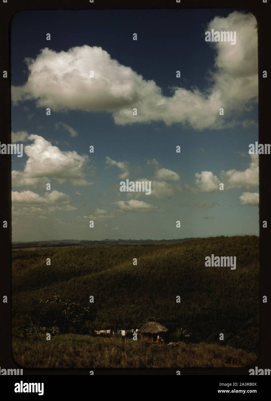 Sugar cane land, vicinity of Rio Piedras, Puerto Rico Stock Photo - Alamy