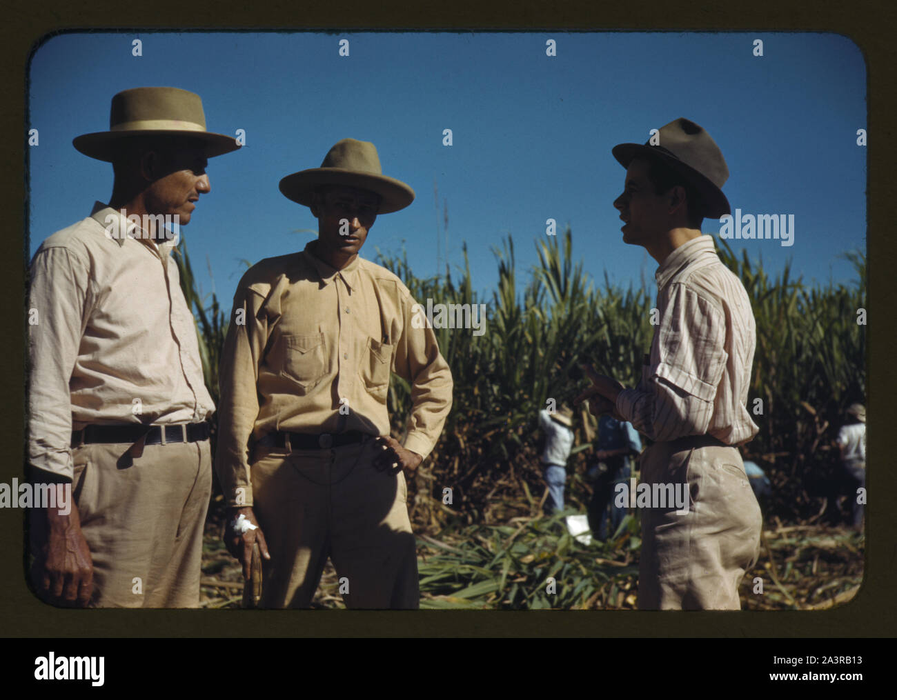 Sugar cane workers, vicinity of Rio Piedras, Puerto Rico Stock Photo ...
