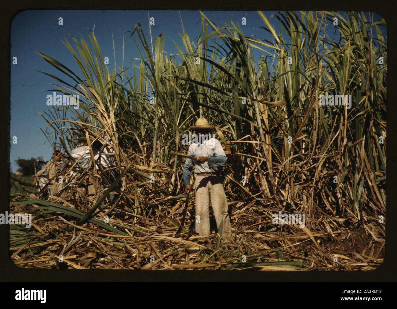 Sugar cane worker in the rich field, vicinity of Guanica, Puerto Rico ...