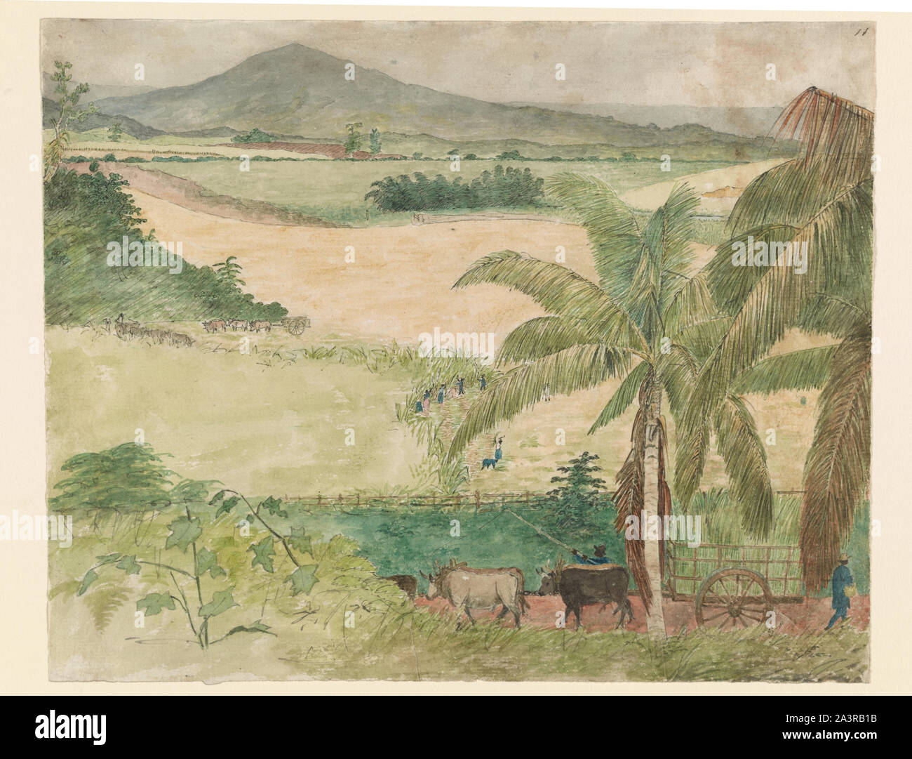 Sugar estate - Negros cutting cane Stock Photo - Alamy