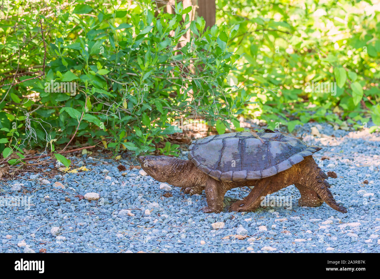 A common snapping turtle (Chelydra serpentina) walking along the road ...