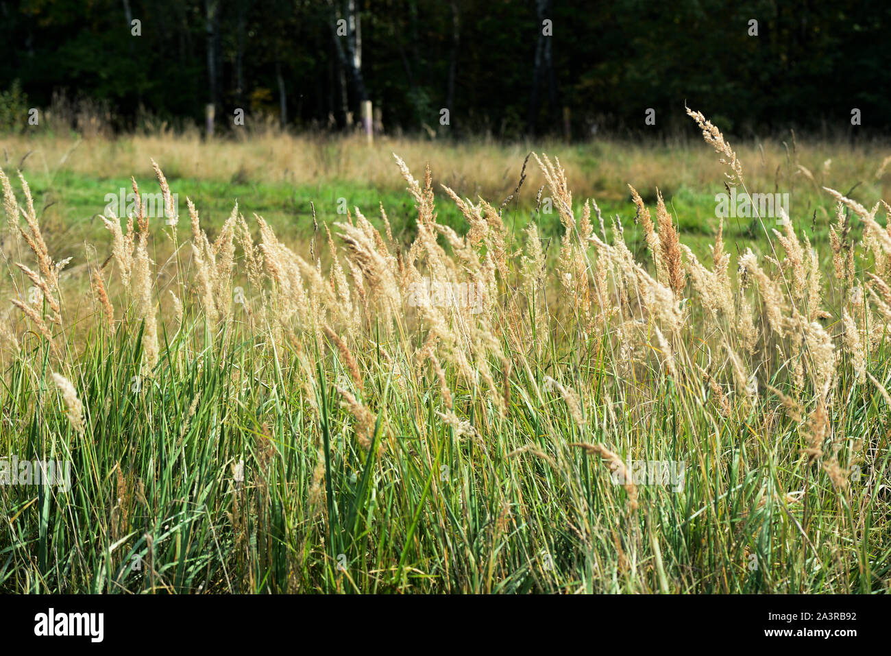 Dry autumn grass in forest hi-res stock photography and images - Alamy