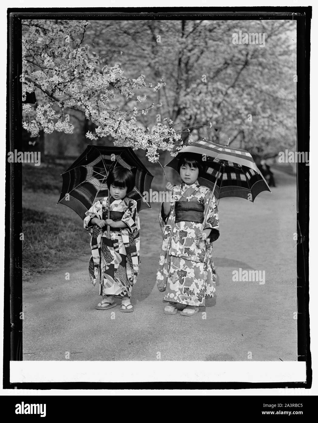 The national cherry blossom festival Cut Out Stock Images & Pictures ...
