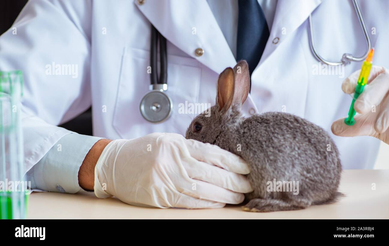 The vet doctor checking up rabbit in his clinic Stock Photo - Alamy