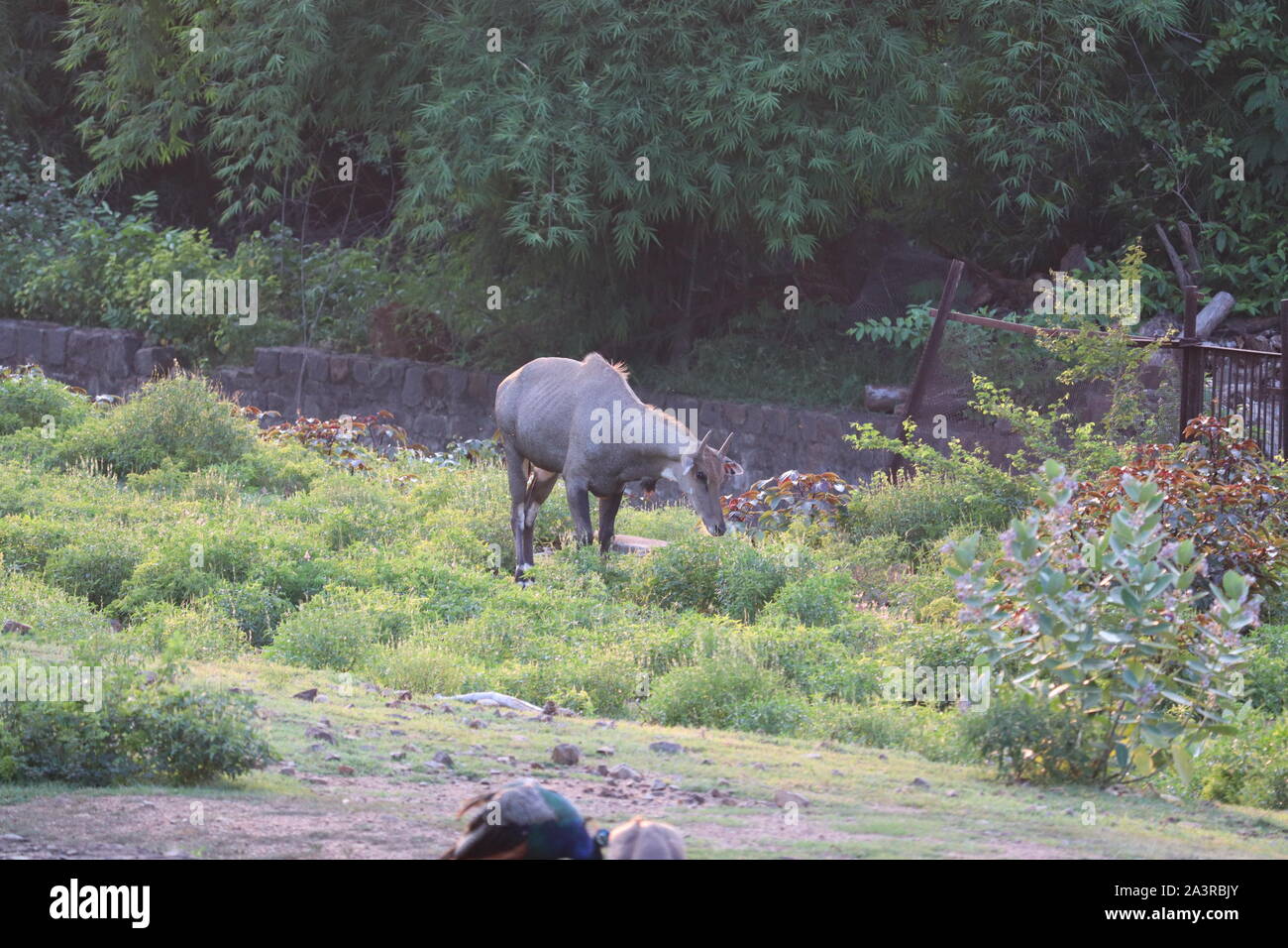 A Nilgai, also known as a blue bull stands proudly in his habitat ...