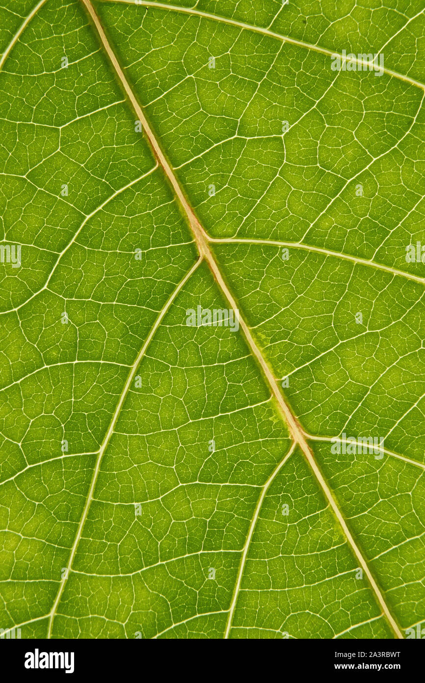 green leaf with anatomy and structure, macro view anatomy and texture ...