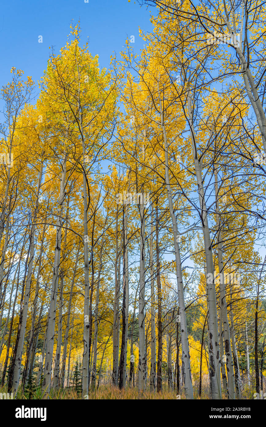 Beautiful fall colors in Golden Gate Canyon State Park, Colorado Stock ...