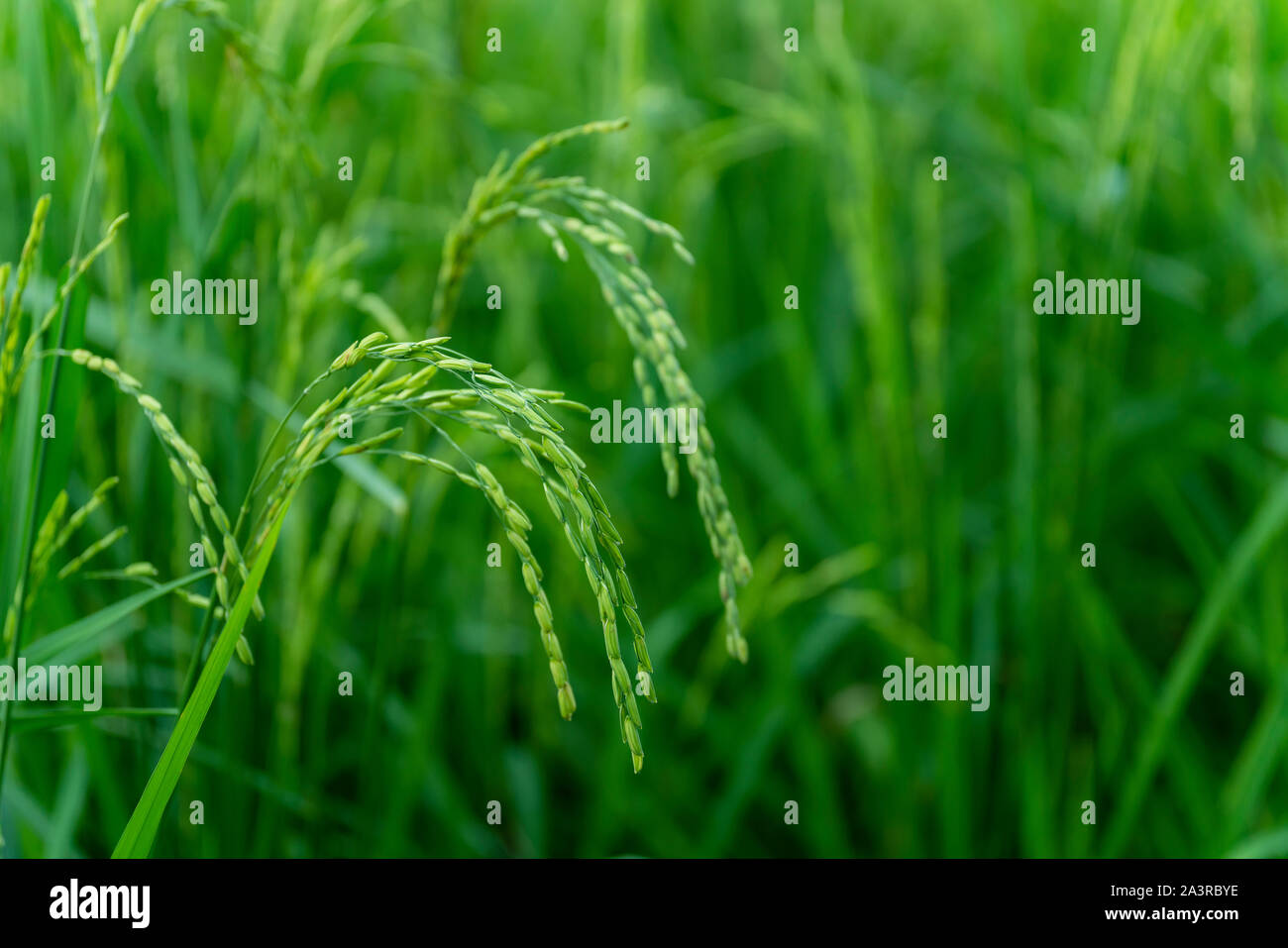 Green rice in rice fields in green tones Stock Photo - Alamy