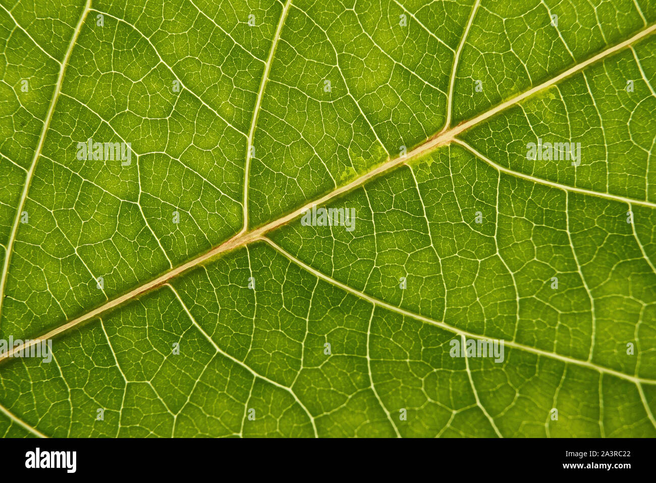 green leaf with anatomy and structure, macro view anatomy and texture ...