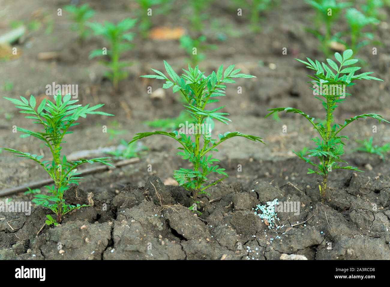 marigold. Crops growing in rich black soil outdoor with copy space ...