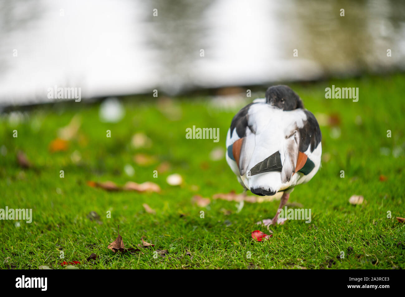 Focus on relaxed wild birds nipping on a leg Stock Photo - Alamy
