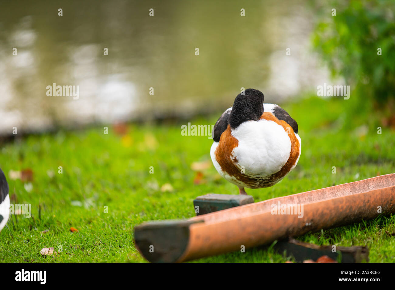 Focus on relaxed wild birds nipping on a leg Stock Photo - Alamy