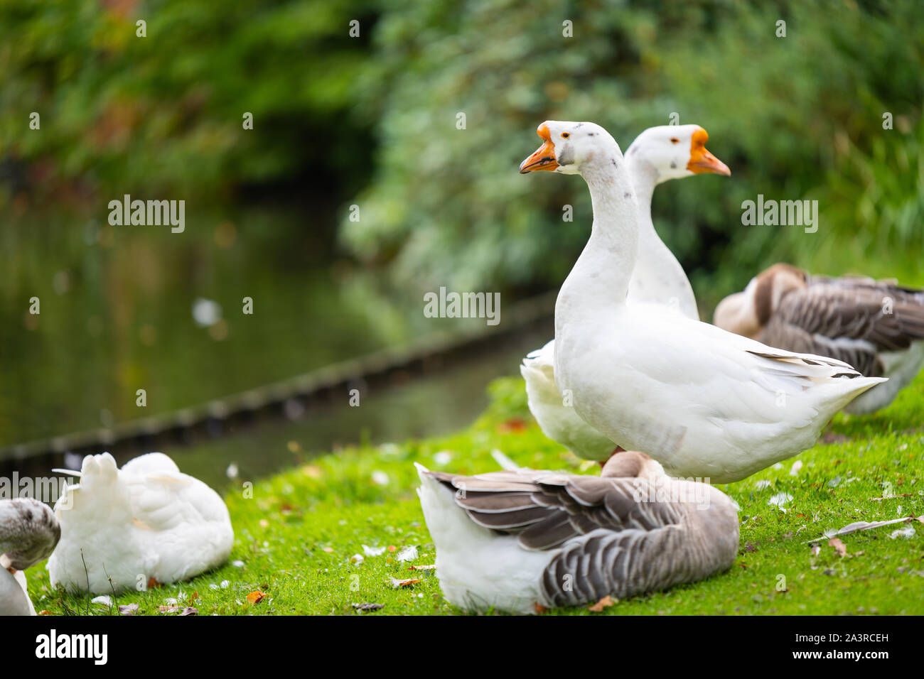 Focus on relaxed wild birds nipping on a leg Stock Photo - Alamy