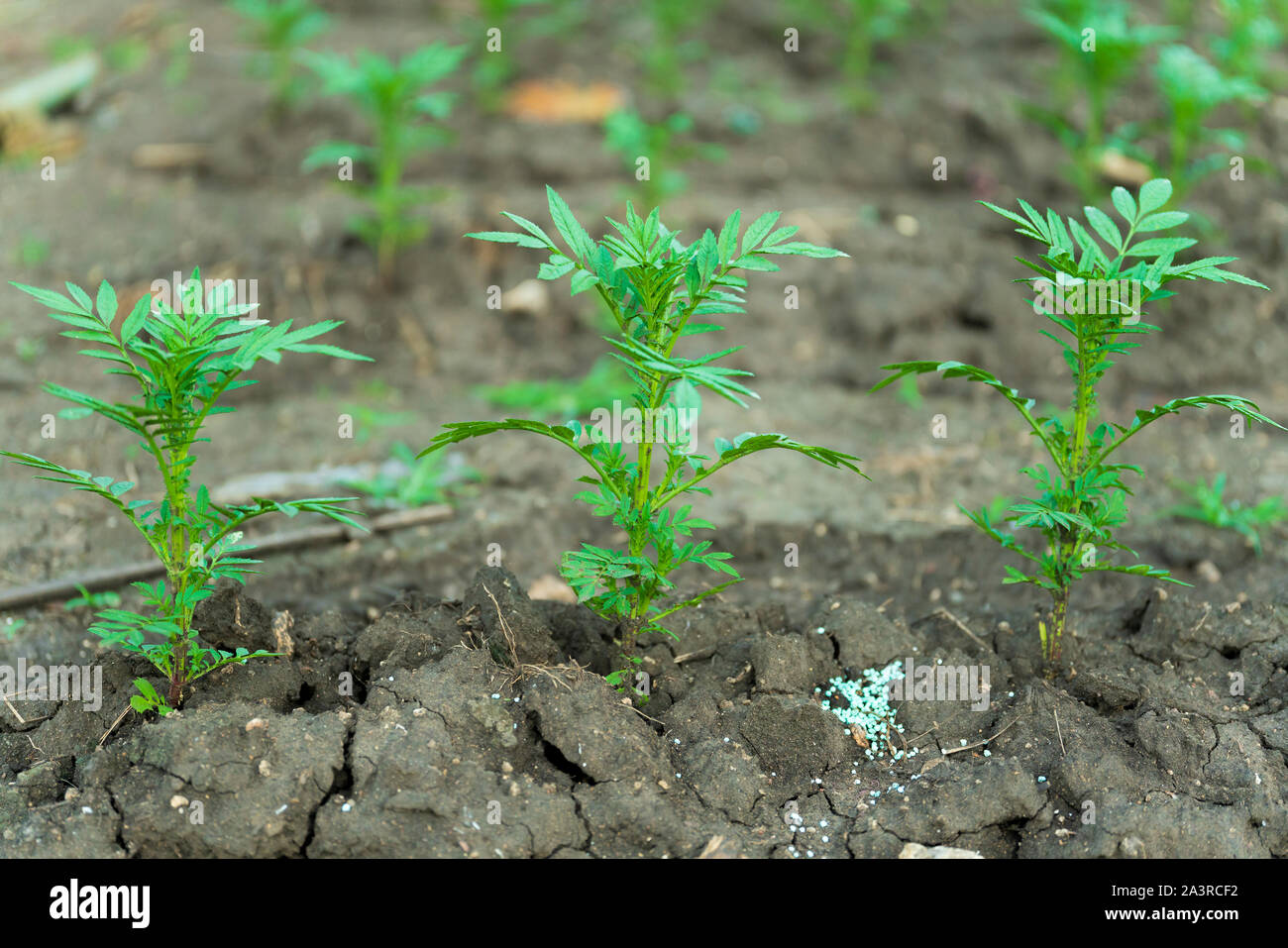 marigold. Crops growing in rich black soil outdoor with copy space ...