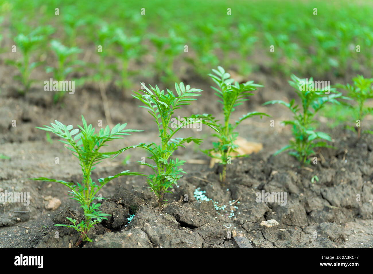 marigold. Crops growing in rich black soil outdoor with copy space ...