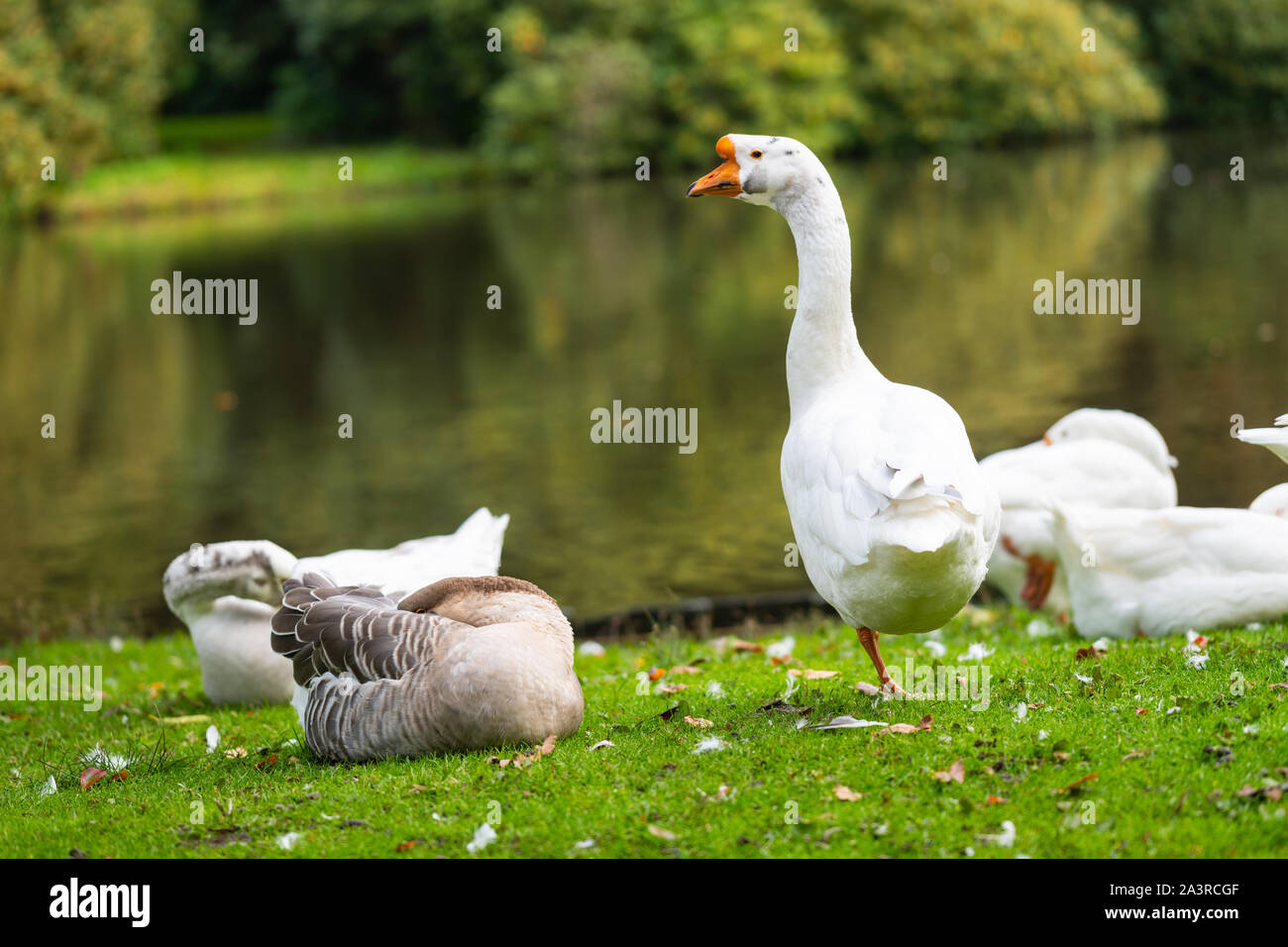 Focus on relaxed wild birds nipping on a leg Stock Photo - Alamy