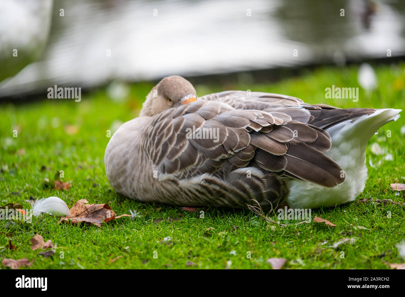 Focus on relaxed wild birds nipping on a leg Stock Photo - Alamy
