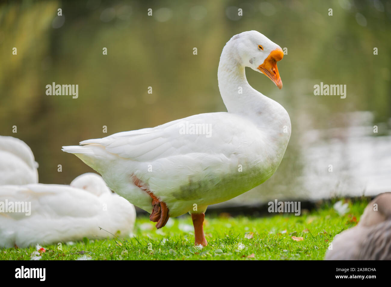 Focus on relaxed wild birds nipping on a leg Stock Photo - Alamy