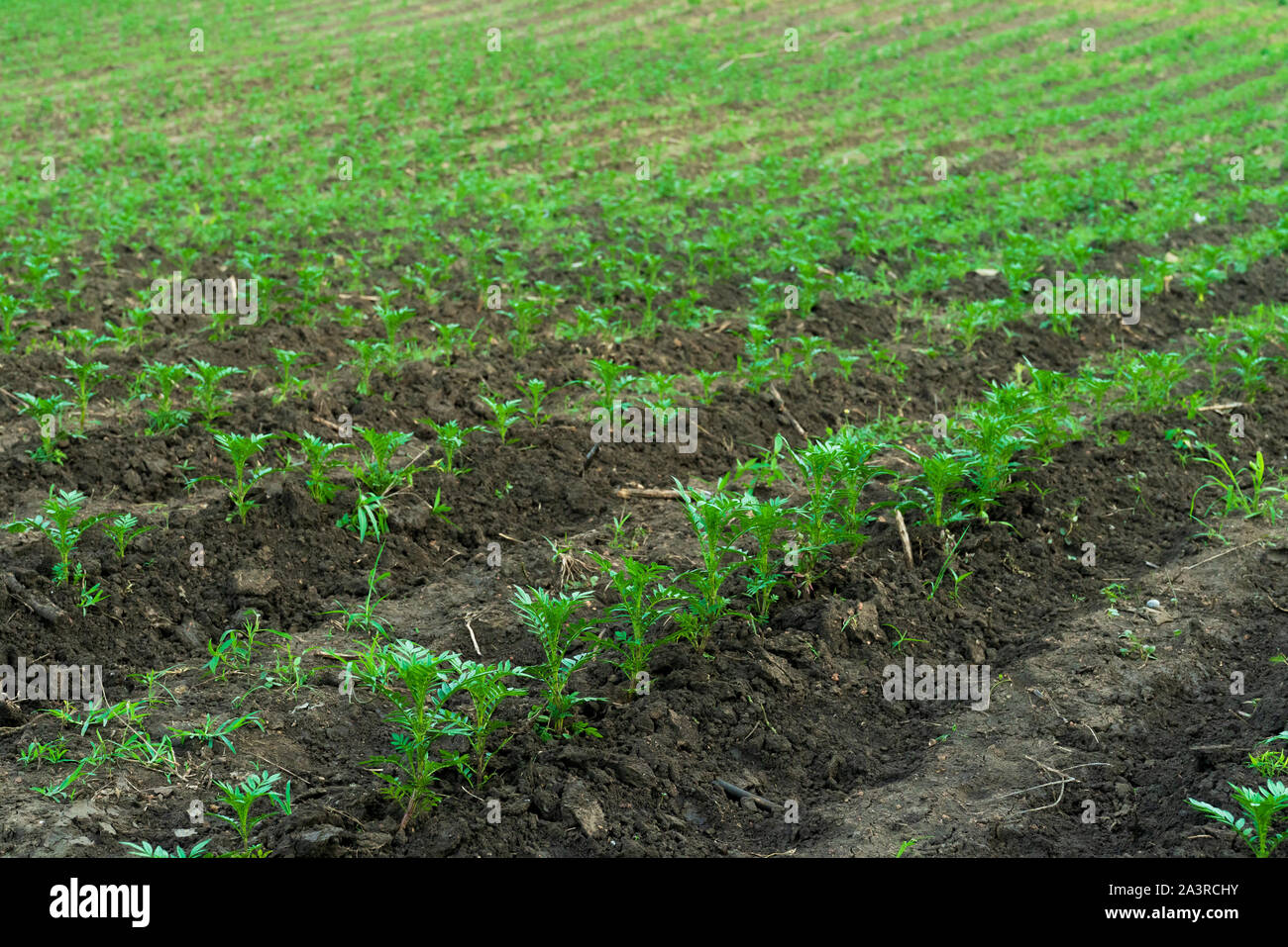 marigold. Crops growing in rich black soil outdoor with copy space ...