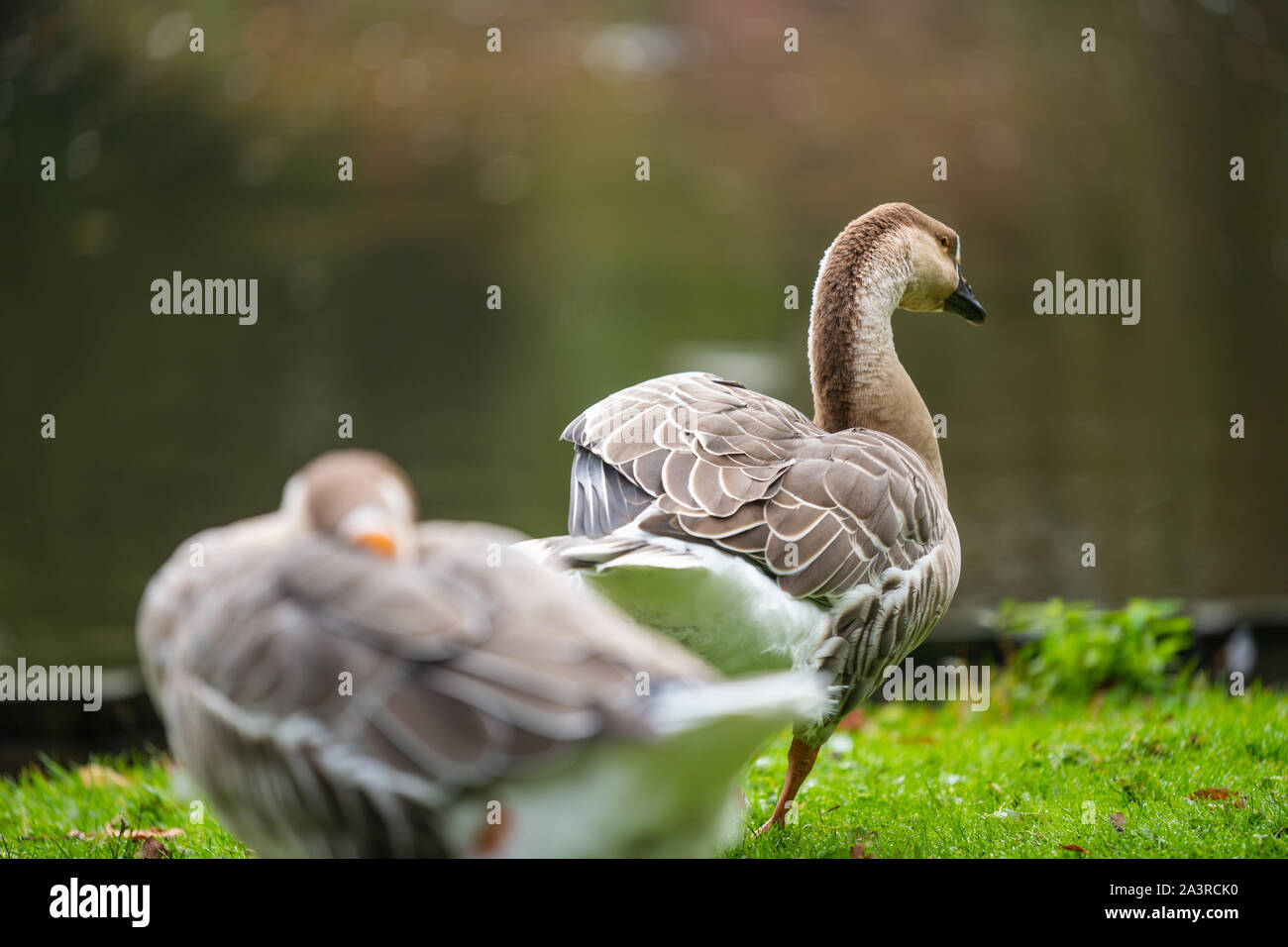 Focus on relaxed wild birds nipping on a leg Stock Photo - Alamy
