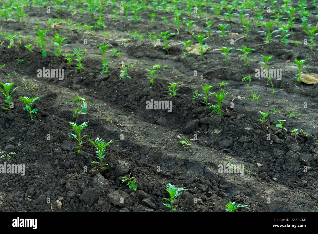 marigold. Crops growing in rich black soil outdoor with copy space ...