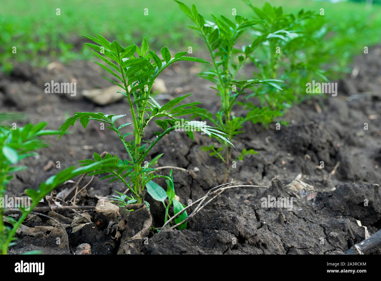 Marigold Plant Sprouting